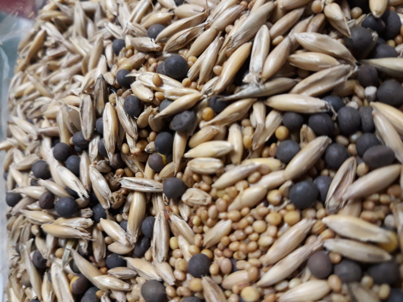 Les différentes étapes à suivre pour mettre en place des engrais verts ...