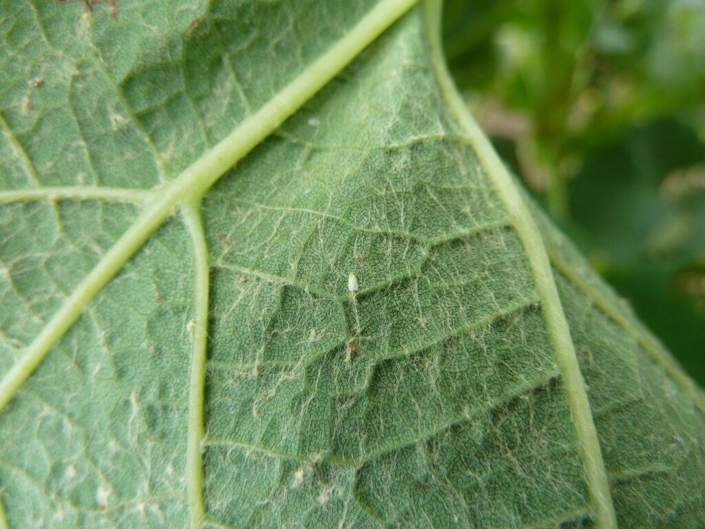 Aleurode | Wiki Biocontrôle en Viticulture