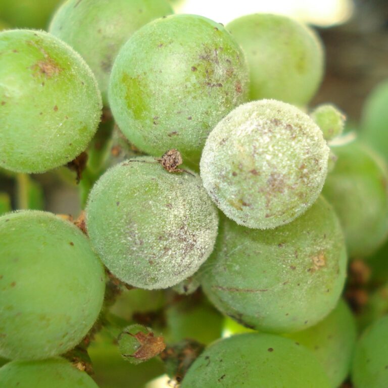 Oïdium | Wiki Biocontrôle en Viticulture