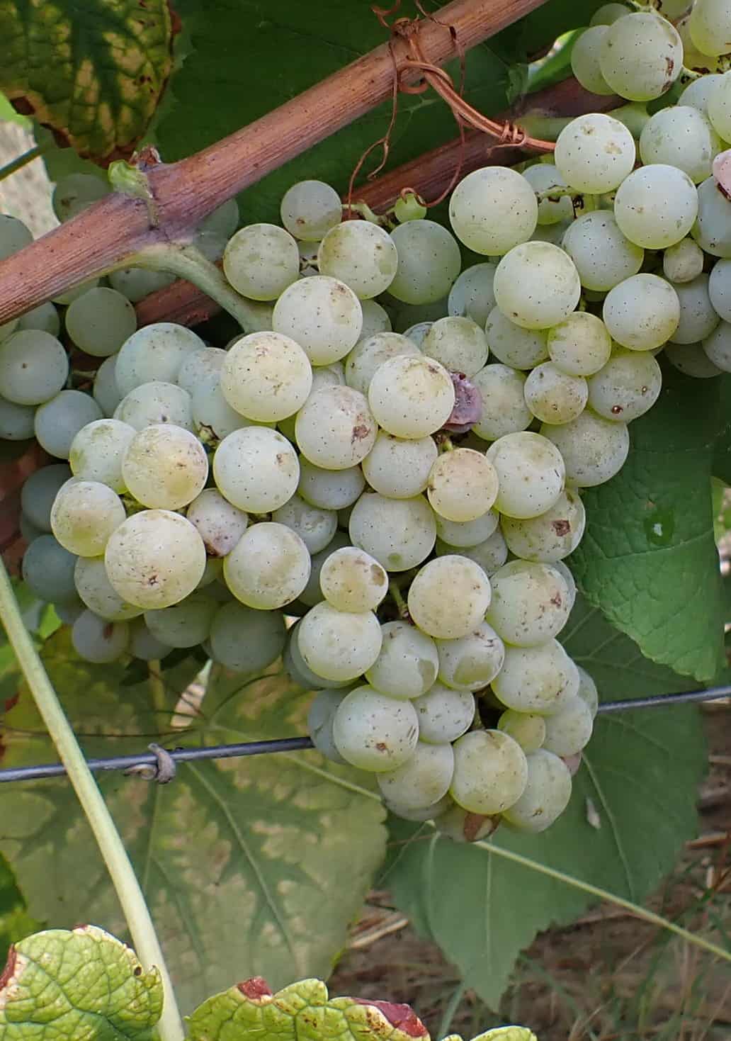 VIFA les cépages de demain