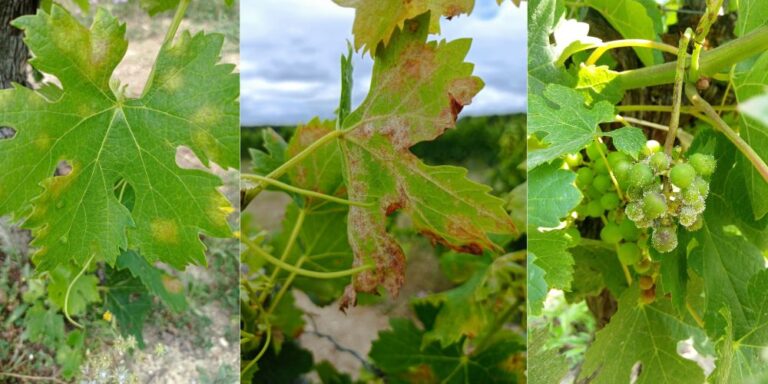 Mildiou | Wiki Biocontrôle en Viticulture