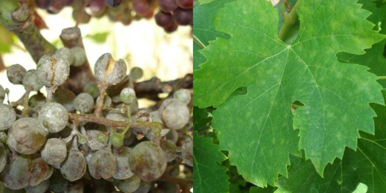 Oïdium | Wiki Biocontrôle en Viticulture