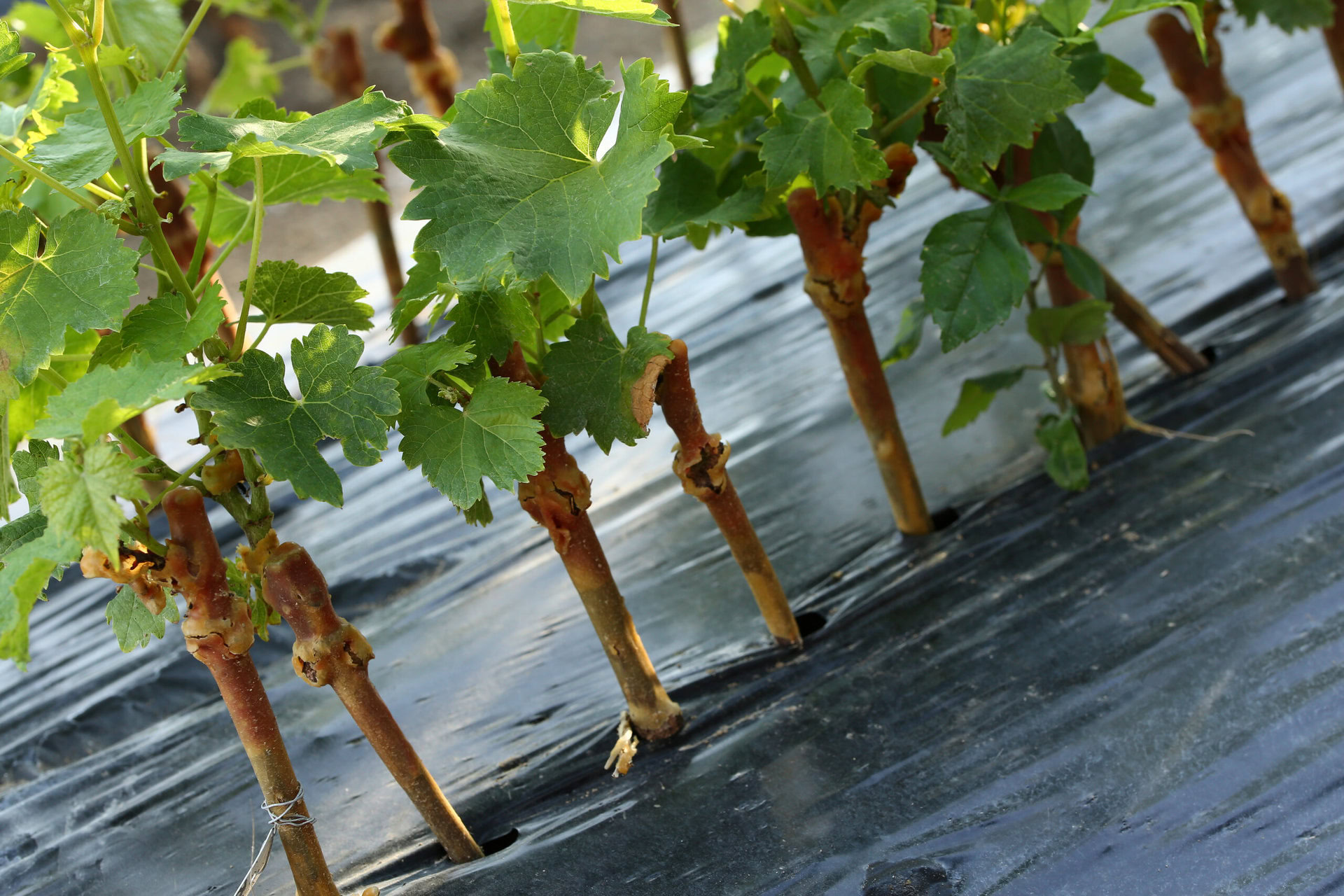 Greffer sa vigne selon les techniques de greffe à l’oeil
